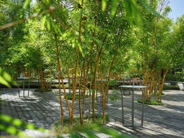 Um bosque de bambu com mesas e cadeiras, oferecendo um espaço ao ar livre coberto por sombra.