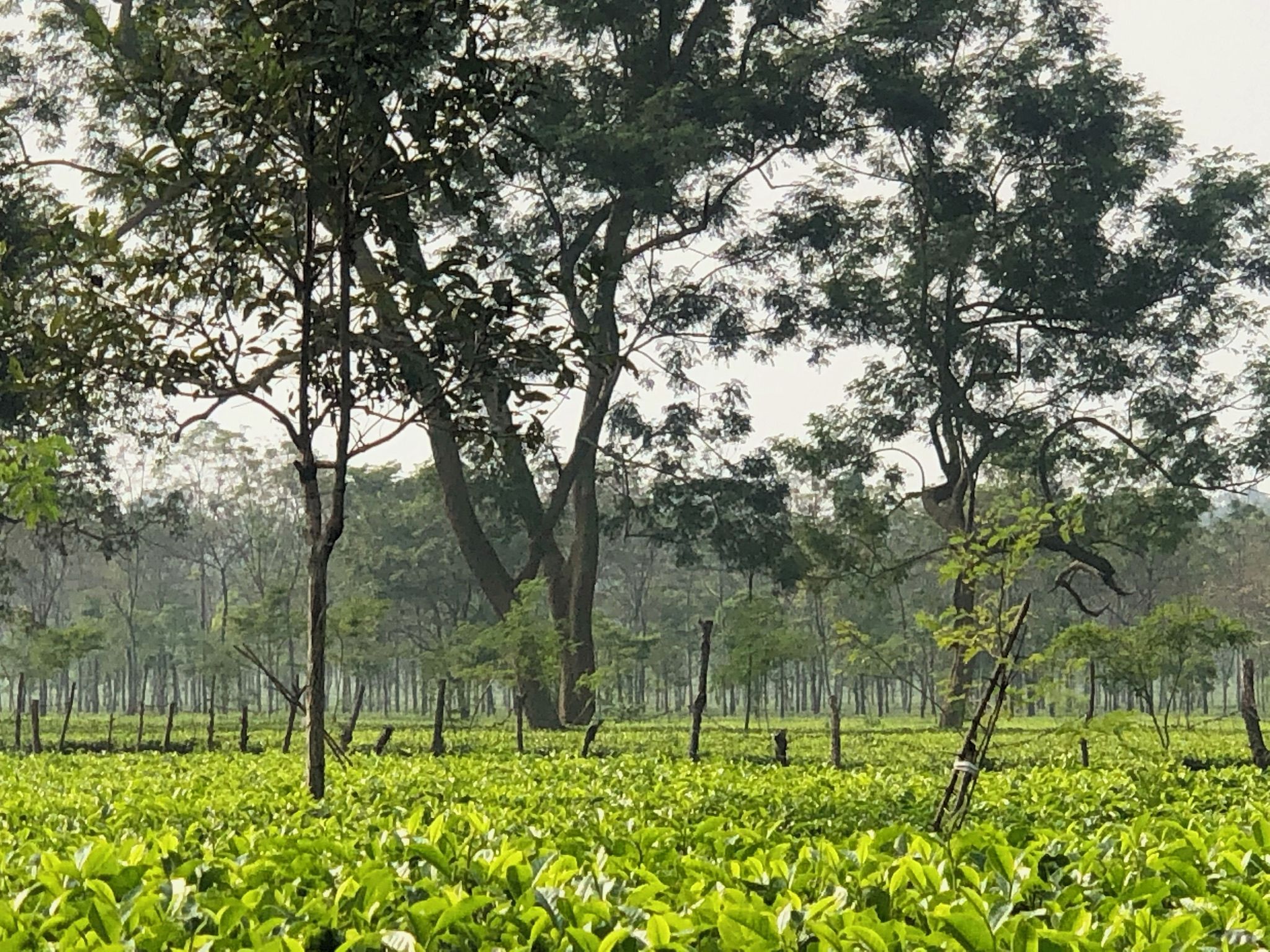 Plantação de chá com fileiras de plantas de chá e árvores altas ao fundo.