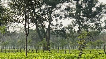 Plantação de chá com fileiras de plantas de chá e árvores altas ao fundo.