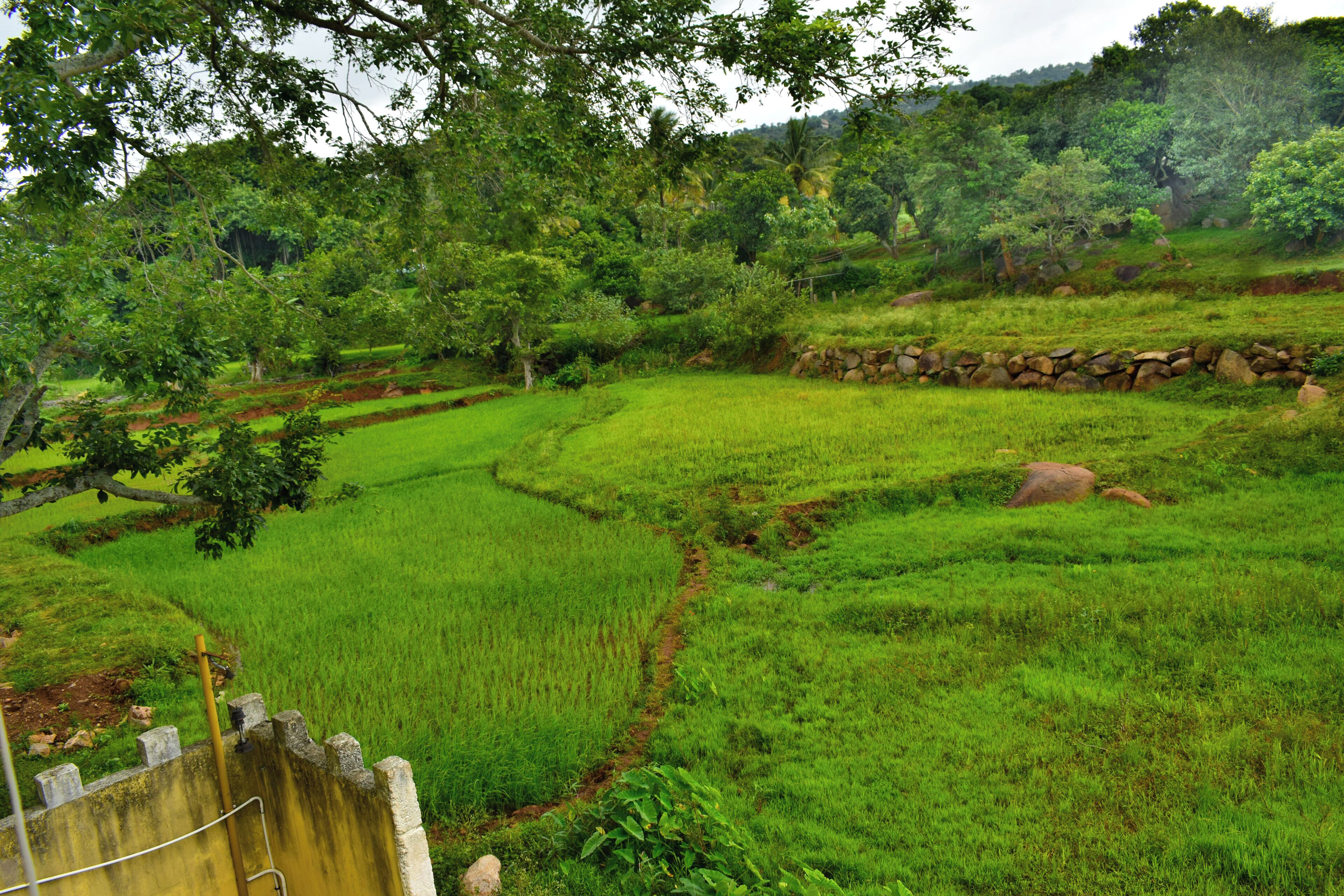 Vista para o jardim