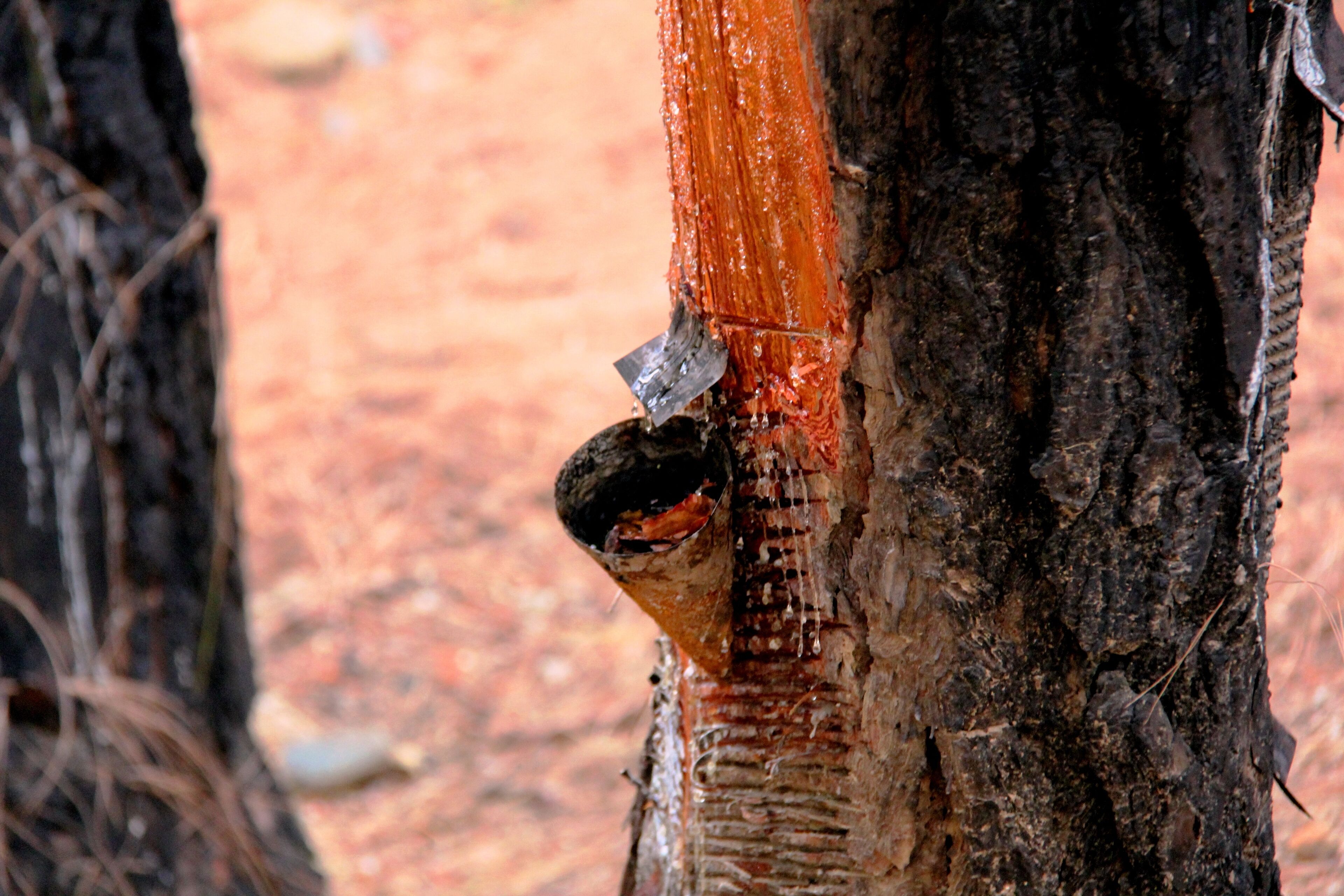 Close-up de um tronco de árvore com casca rugosa e texturizada, e um pedaço de casca marrom-laranja descascando.