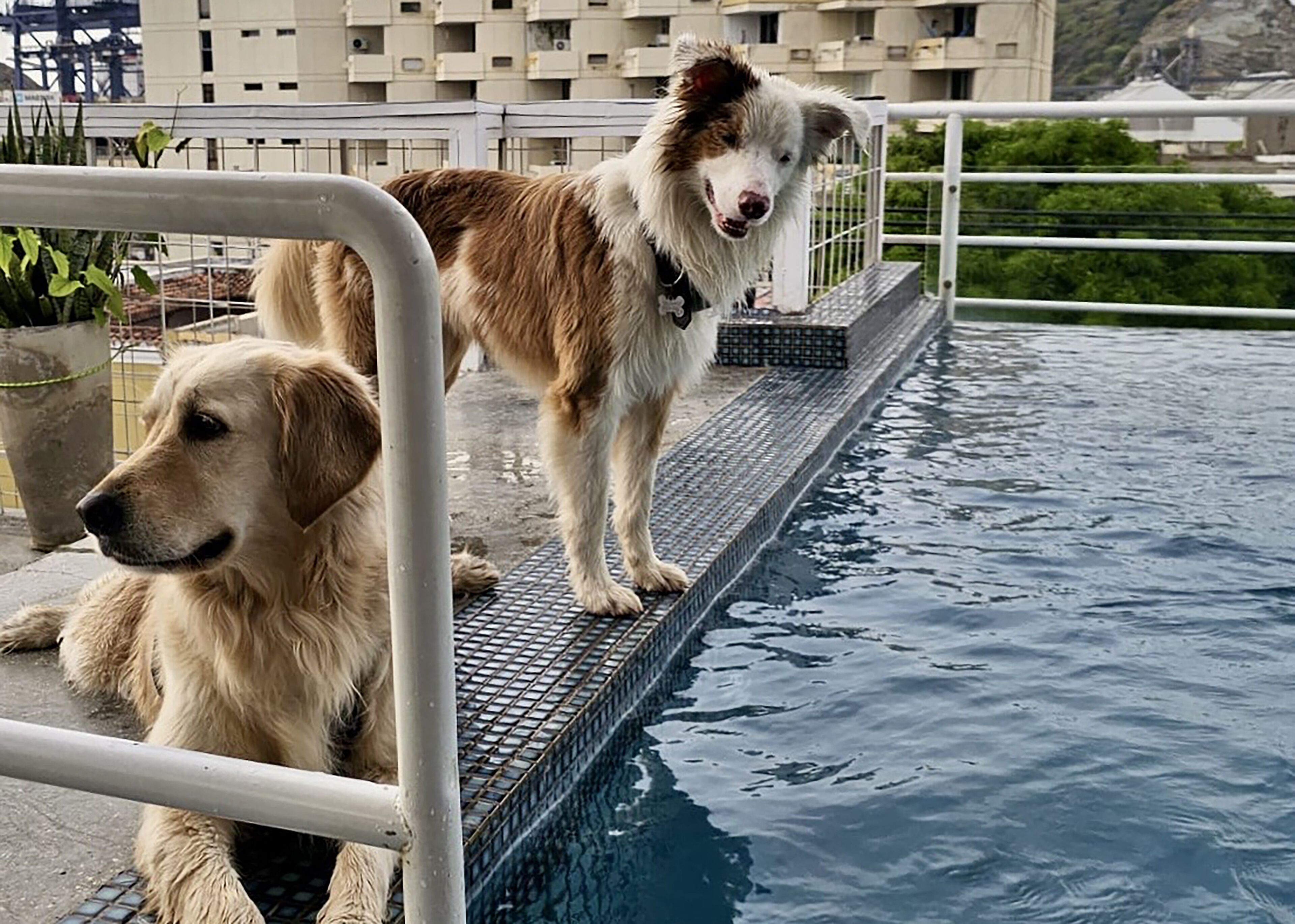 Animais permitidos