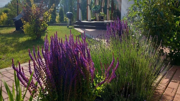 Um jardim com flores roxas, uma pérgula e um caminho que leva a um edifício.