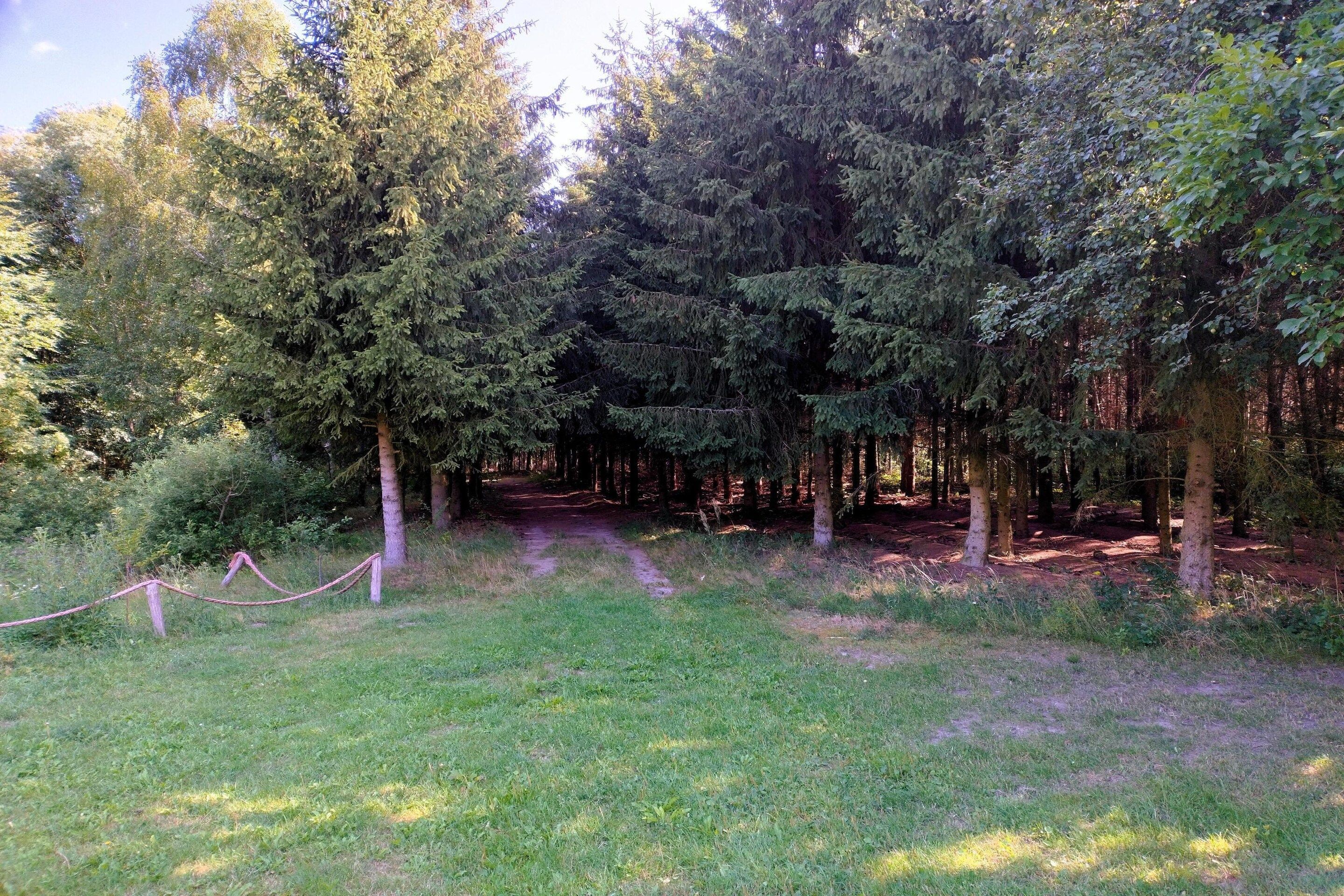 Uma área arborizada com uma trilha de terra passando por ela.