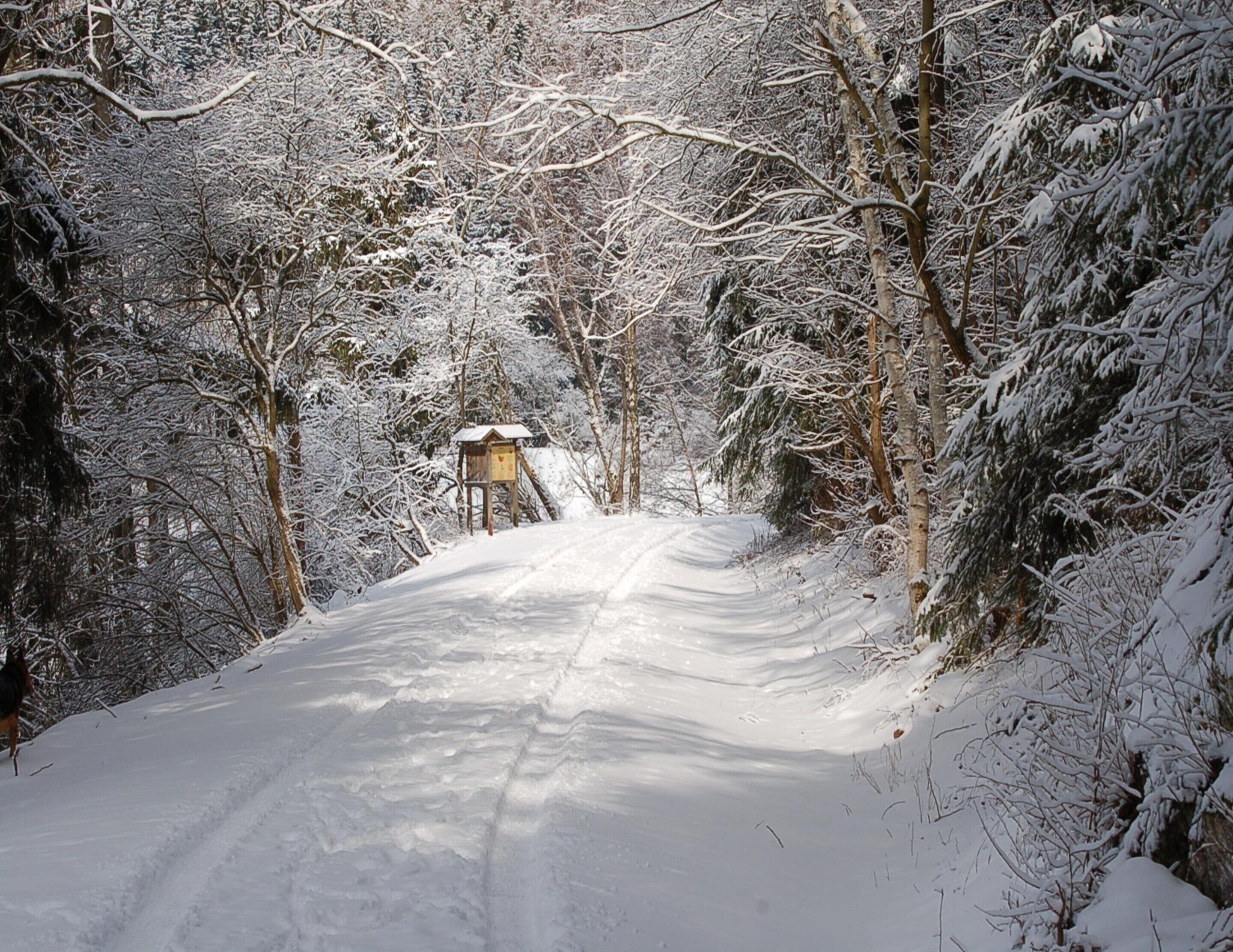 Uma trilha coberta de neve que leva a uma estrutura de madeira numa floresta.