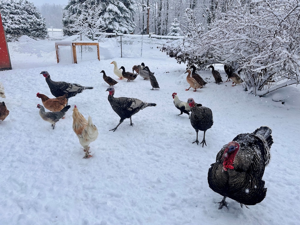 1. Cozy Tiny Cabin on The Farm - Clarence-Rockland | Vrbo