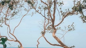 Uma rede amarrada a uma árvore numa praia arenosa, com águas turquesa cristalinas ao fundo.