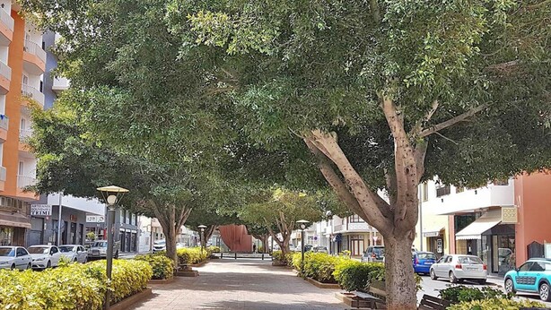 Rua arborizada em área urbana, com carros estacionados e edifícios.
