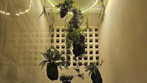 Interior de hotel com plantas pendentes e um letreiro para 'Waldor's Hotel Boutique'.