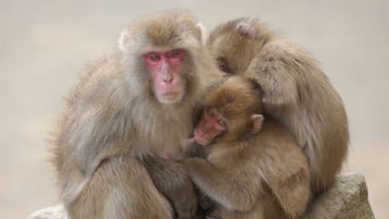 Um grupo de macacos sentados próximos uns dos outros em uma rocha.