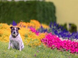 Apartamento | Pormenores do interior