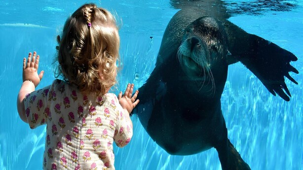 Uma criança interagindo com uma foca em uma piscina azul transparente.