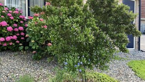 Um edifício com fachada de tijolos, uma janela com uma placa e um jardim bem cuidado com arbustos e flores variadas.