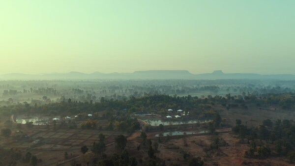Tree Of Life Ramvilas Bandhavgarh - Chhattisgarh