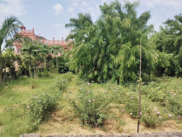 Um jardim com diversas plantas e flores, uma grande árvore e um edifício ao fundo.