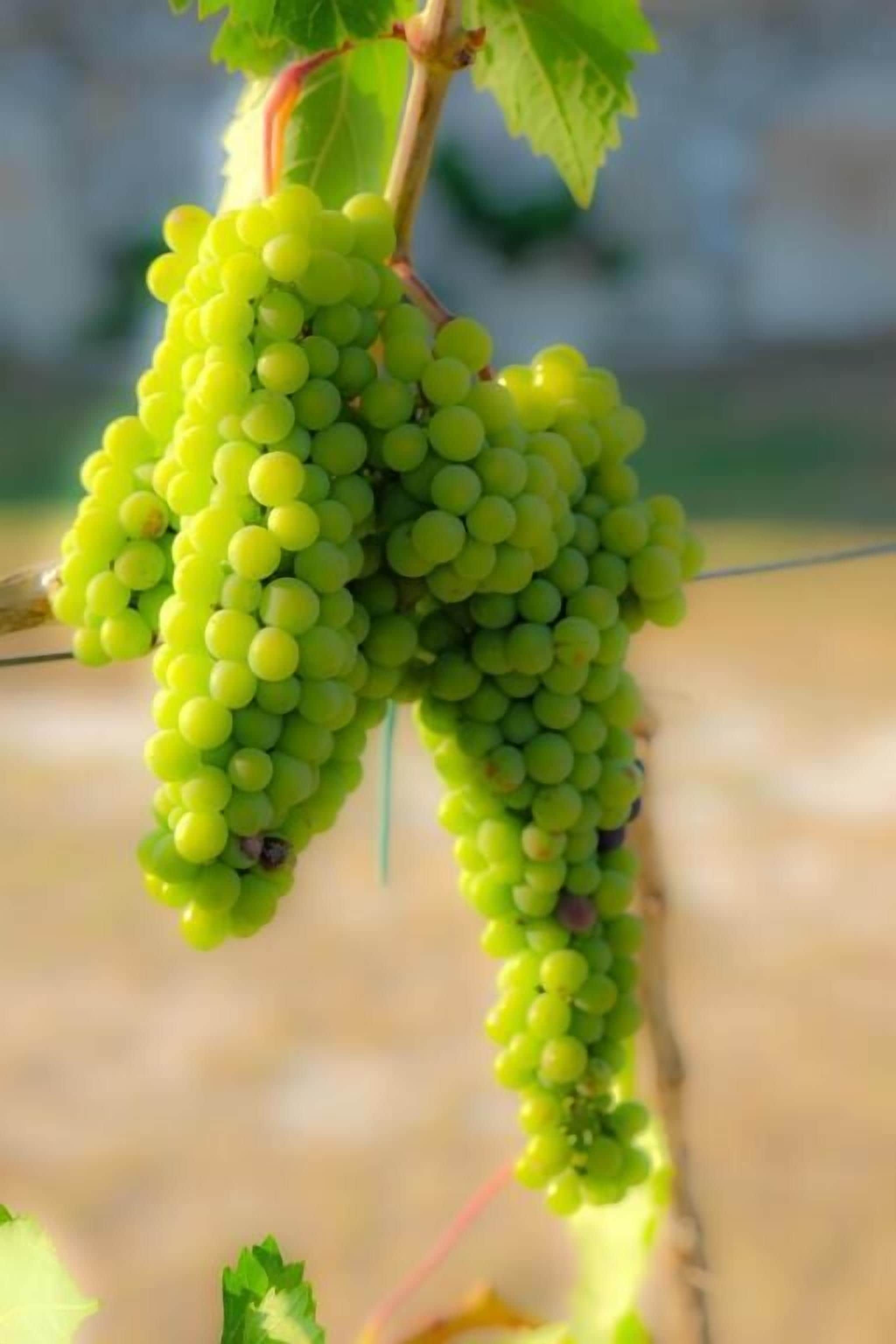 Um cacho de uvas verdes pendurado em uma videira.