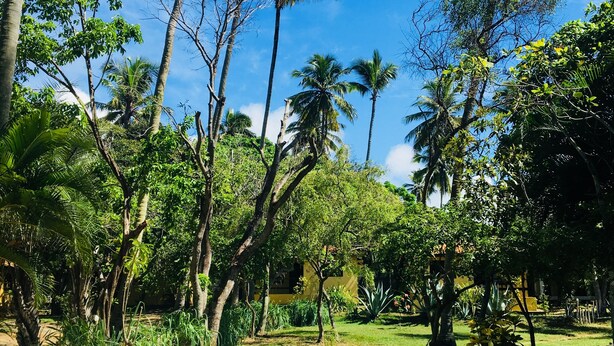 Piscina rodeada por vegetação exuberante e altas palmeiras.