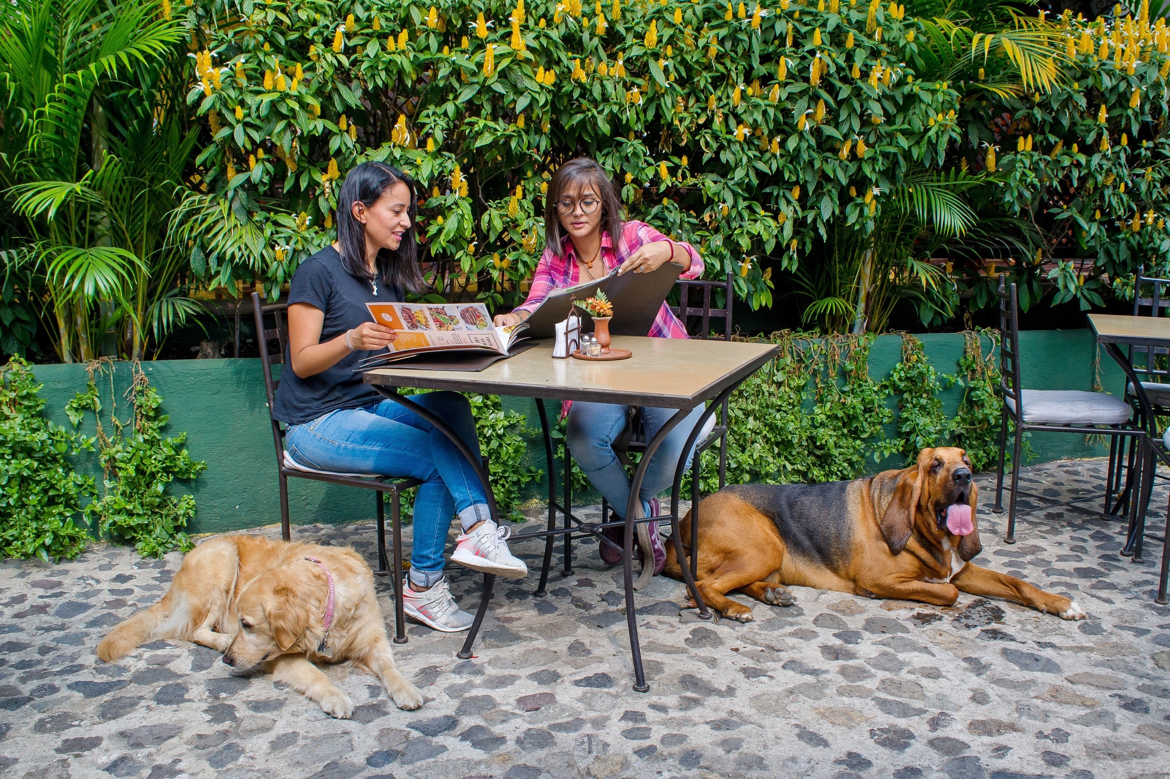 Duas pessoas sentadas à mesa, com um cão deitado ao lado, em meio à vegetação.