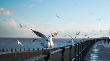 Um cais com gaivotas, algumas empoleiradas e outras voando, com o mar ao fundo.