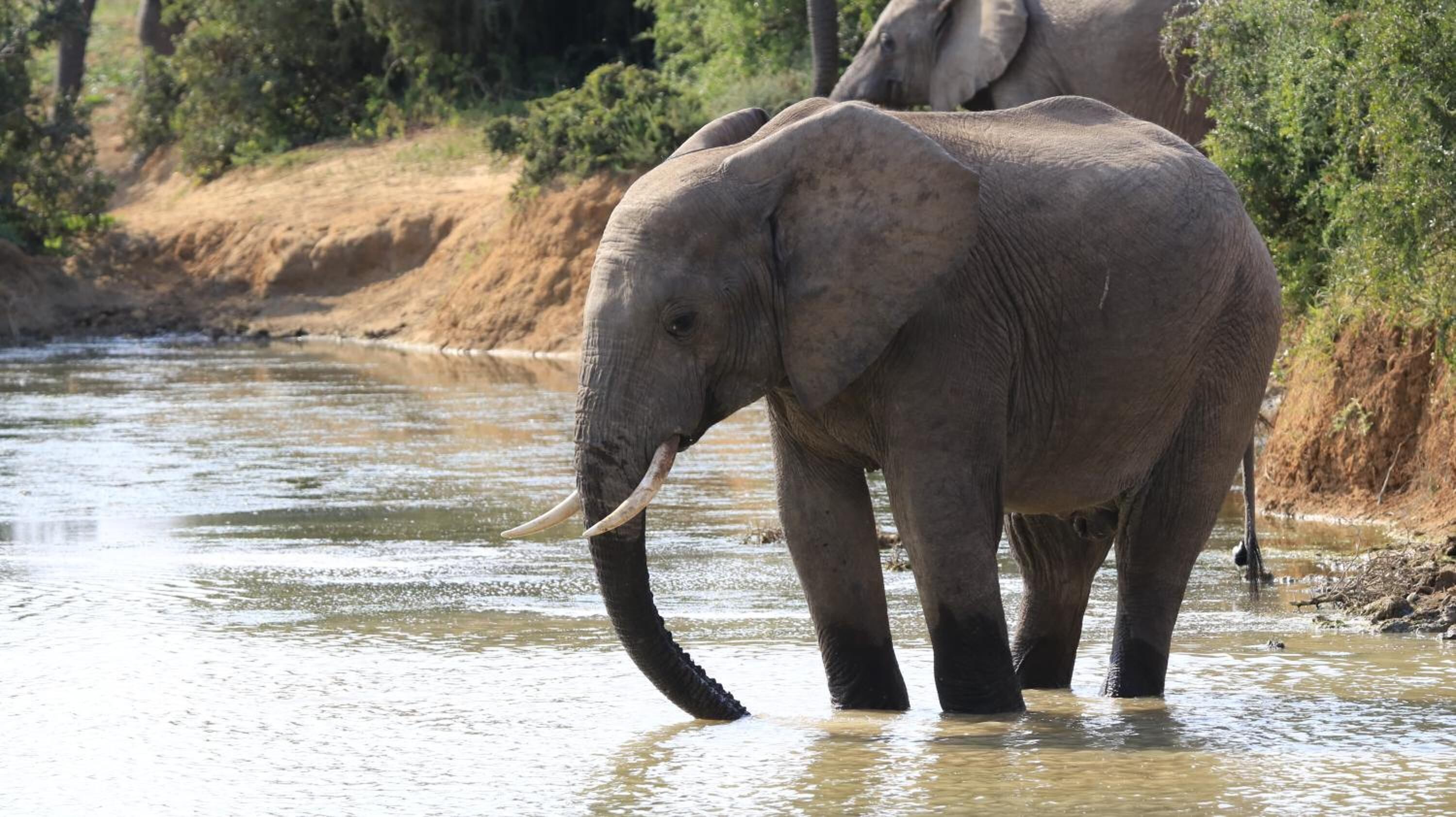 Um elefante em um rio raso.