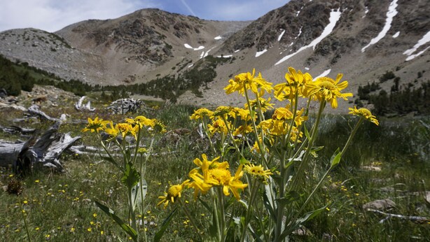 Paisagem montanhosa com flores amarelas em primeiro plano e picos nevados ao fundo.