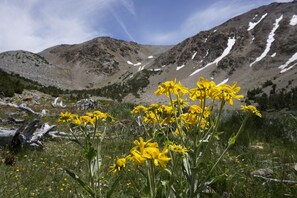 Paisagem montanhosa com flores amarelas em primeiro plano e picos nevados ao fundo.
