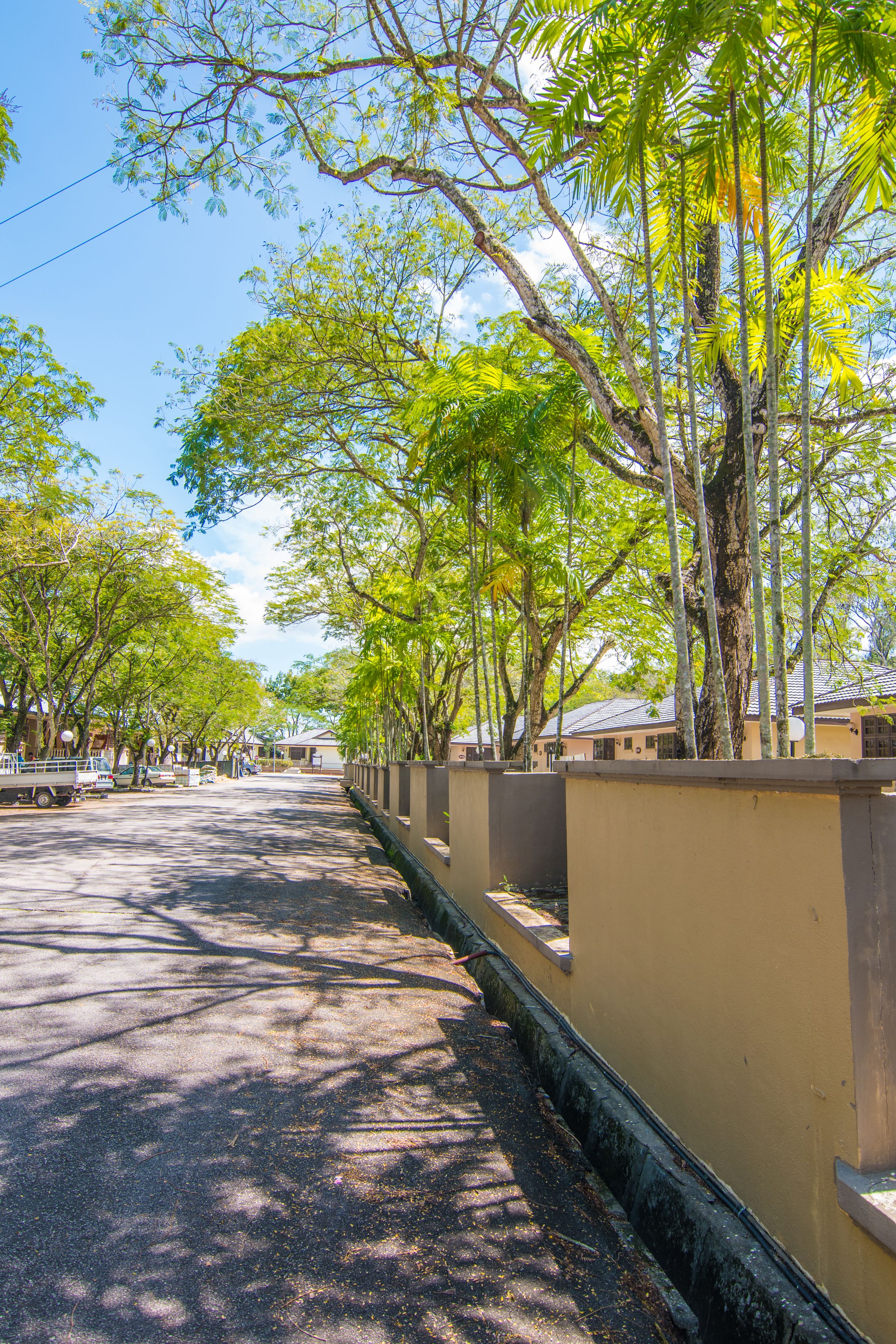 Rua arborizada com calçada e um muro baixo de um lado.