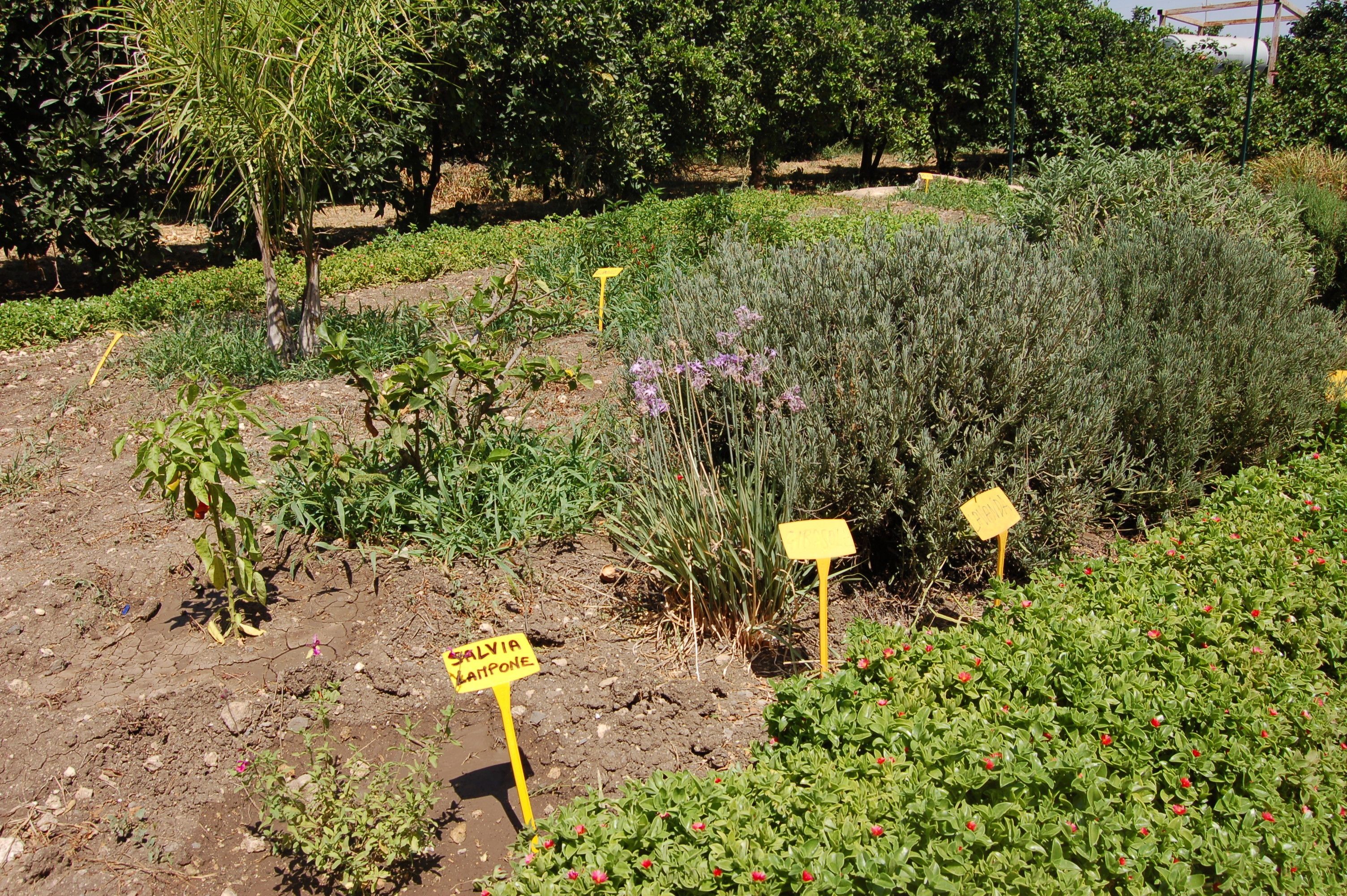 Um jardim com diversas plantas e placas amarelas indicando diferentes espécies.