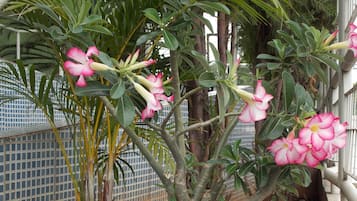 Terraço/pátio interior