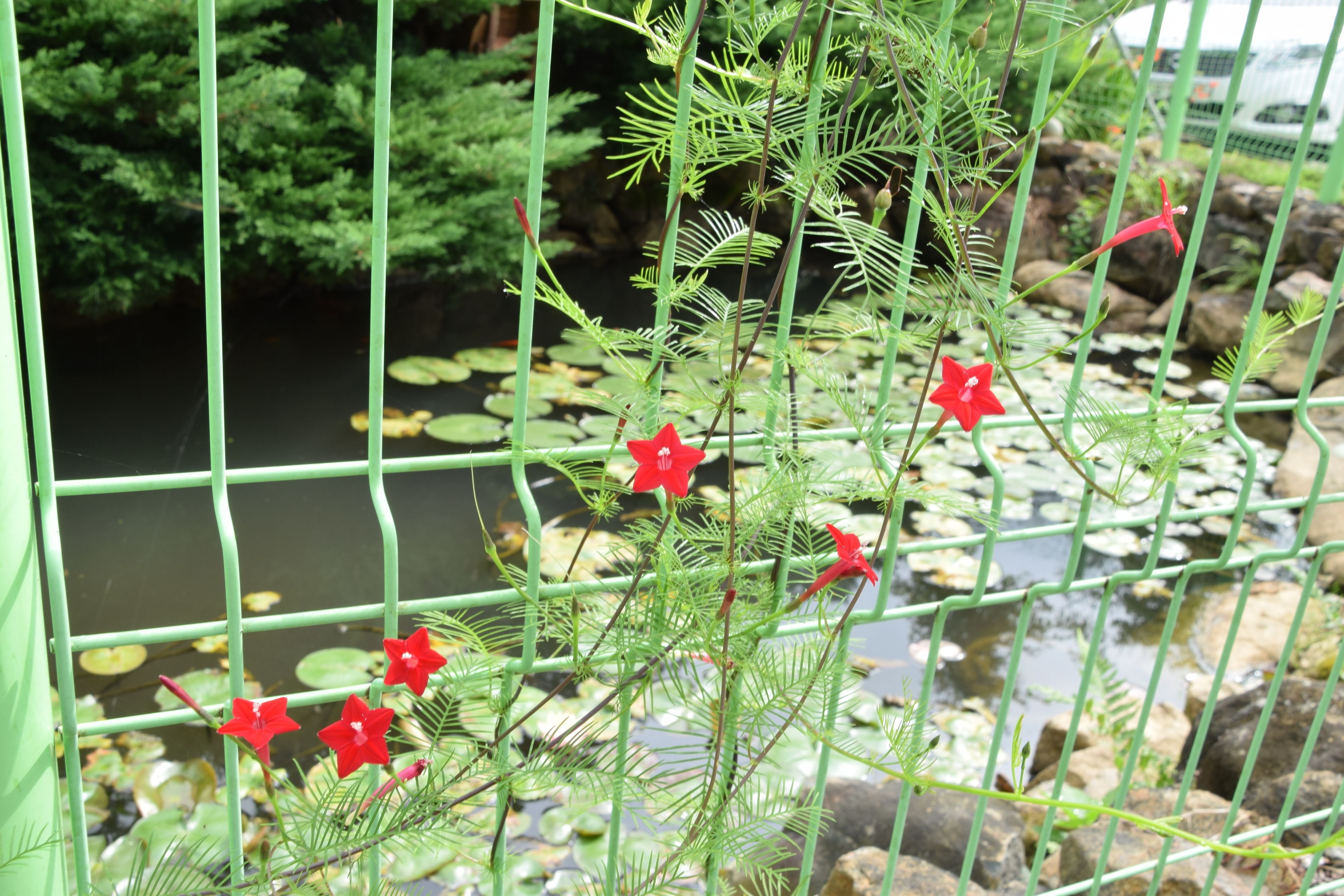 Um jardim com lago, plantas verdes e flores vermelhas atrás de uma cerca de metal.