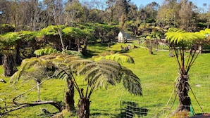 Paisagem verde exuberante com diversos tipos de vegetação, incluindo samambaias e árvores.