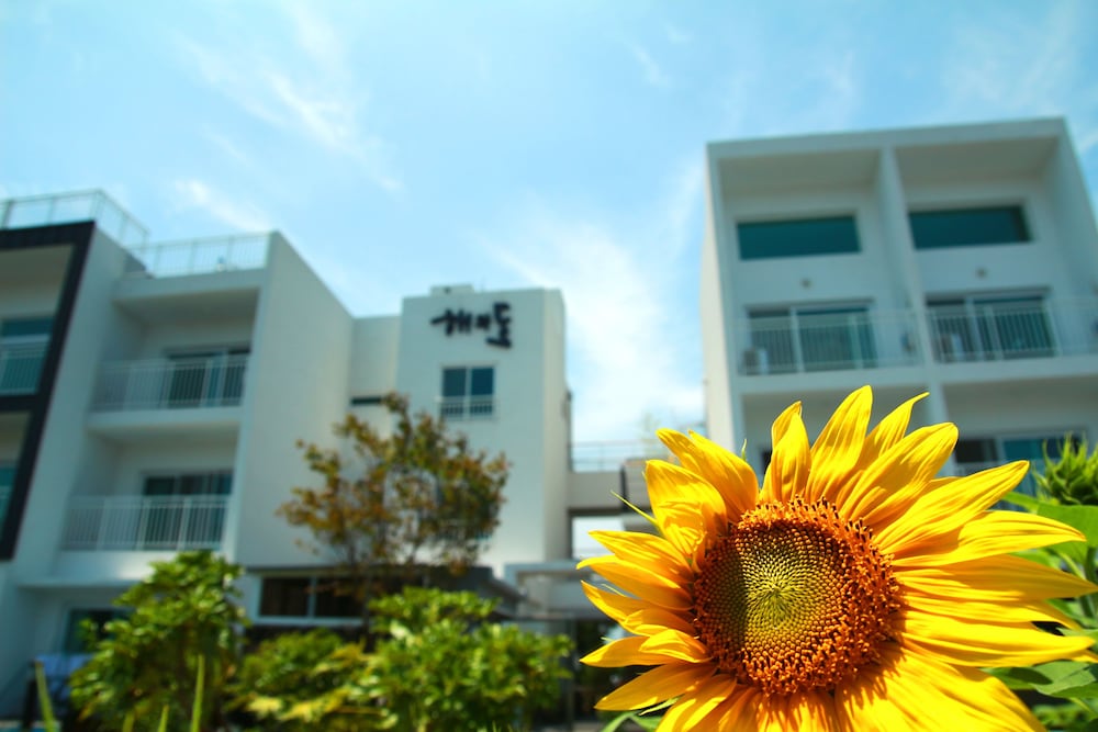 해와돌바라기 - 제주특별자치도