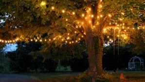 Uma árvore com luzes de corda, um gazebo e um banco em um parque.