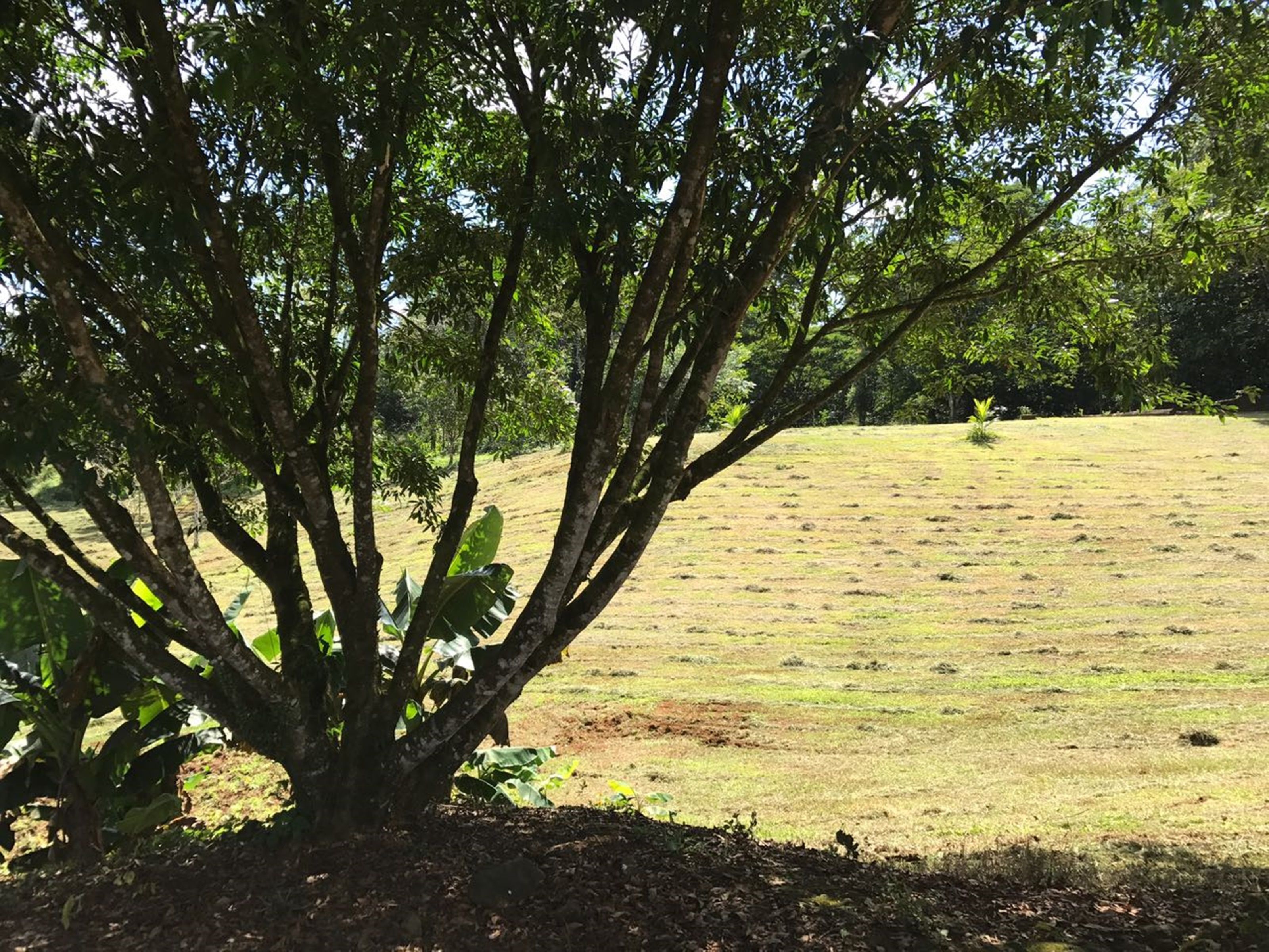 Uma árvore num campo gramado sob um céu limpo.