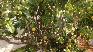 Jardim