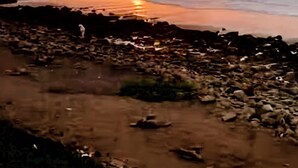 Uma praia com pôr do sol, costa rochosa e mar calmo.