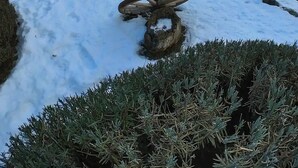 Um edifício moderno com telhado plano e grandes janelas, rodeado por neve e vegetação escassa.