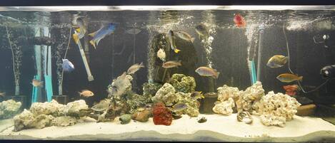 Um grande aquário com diversos peixes e decoração de corais.