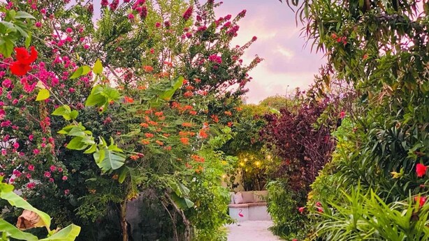 Um caminho no jardim com vegetação exuberante e plantas floridas.