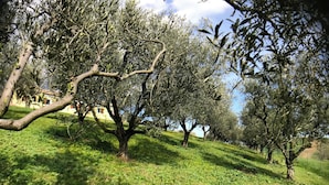 Um verdejante olival com árvores maduras e uma área gramada bem cuidada.
