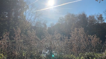 Céu limpo com o sol brilhando através das árvores.