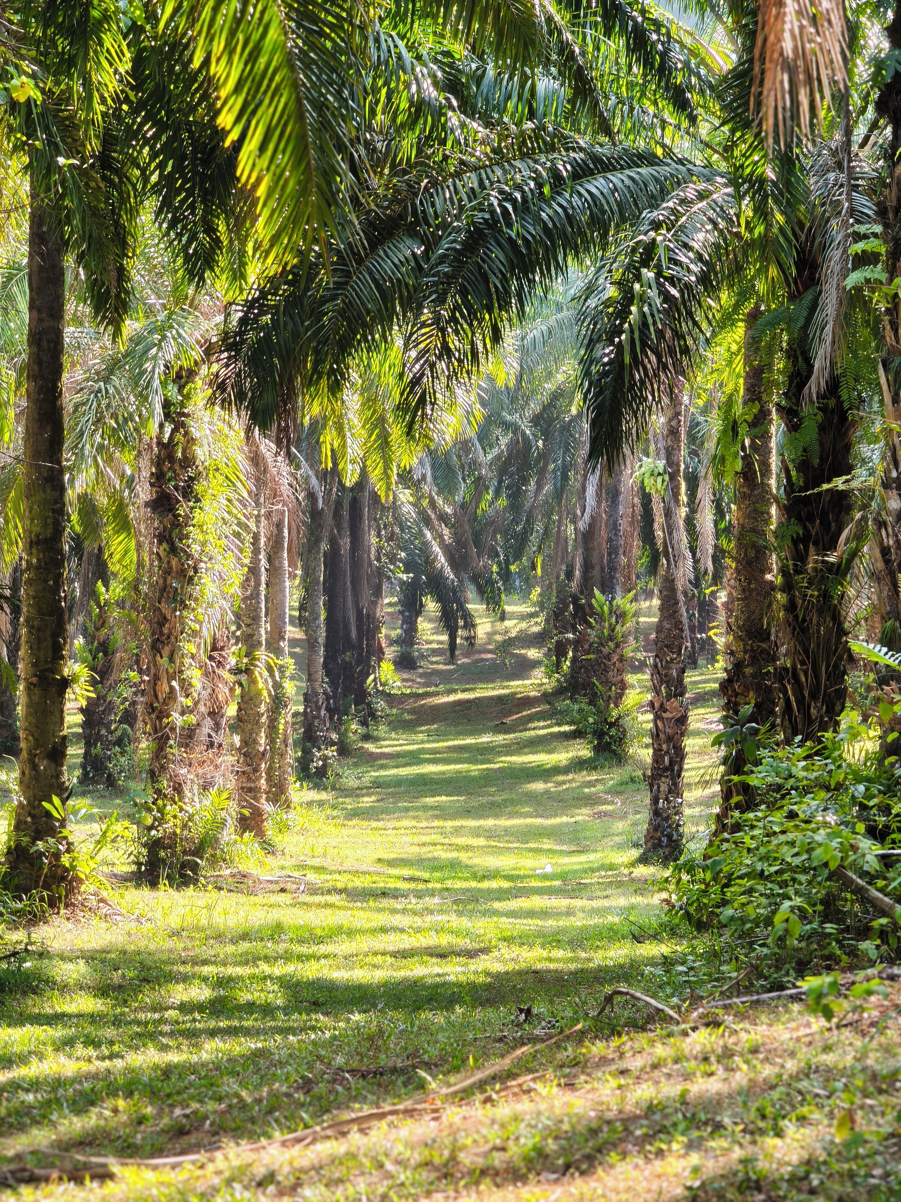 Uma trilha bordeada por palmeiras e vegetação, conduzindo por uma paisagem tropical exuberante.