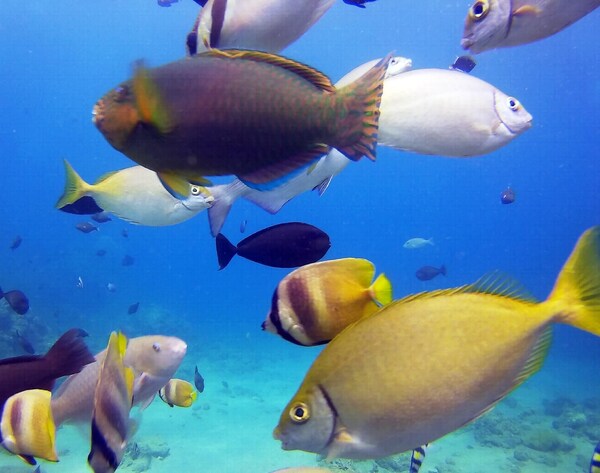 Dive And Trek Resort & Marine Sanctuary - Bauan