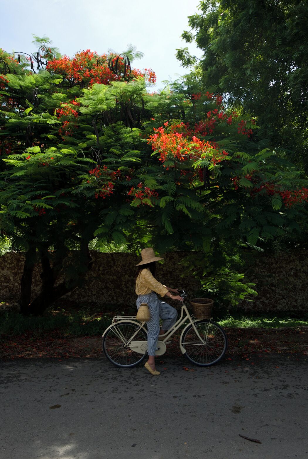 Uma pessoa andando de bicicleta com um cesto, passando por uma parede com uma árvore e flores vermelhas.