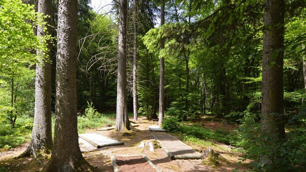 Uma área arborizada com uma trilha de terra serpenteando por ela.