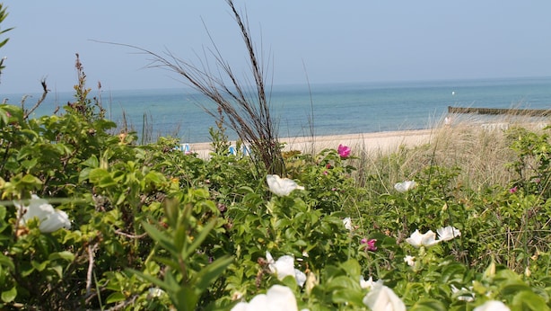 Uma praia com vista clara para o mar, alguma vegetação e alguns guarda-sóis de praia.