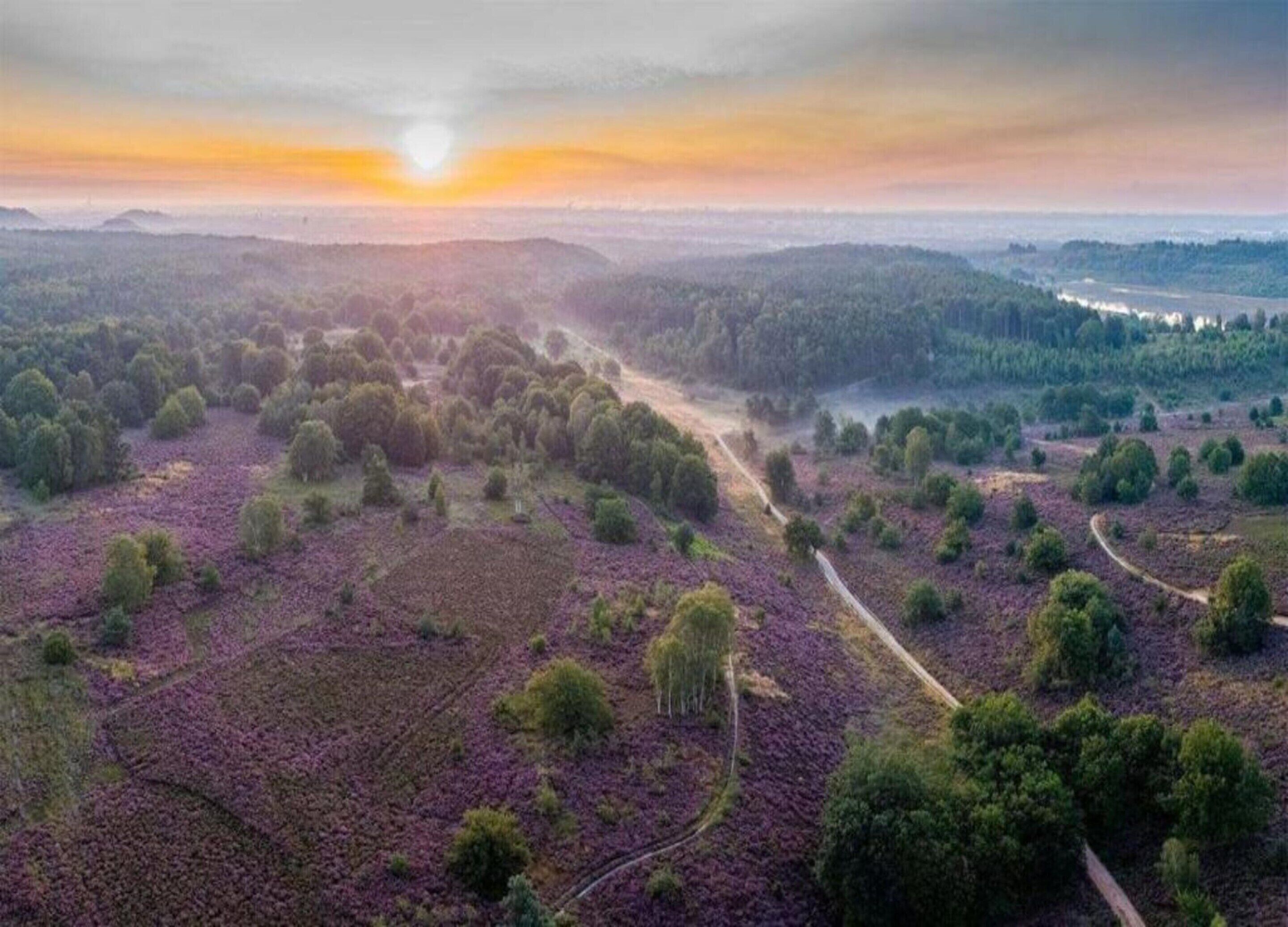 Vista aérea de uma paisagem com campos roxos, árvores e uma estrada sinuosa.