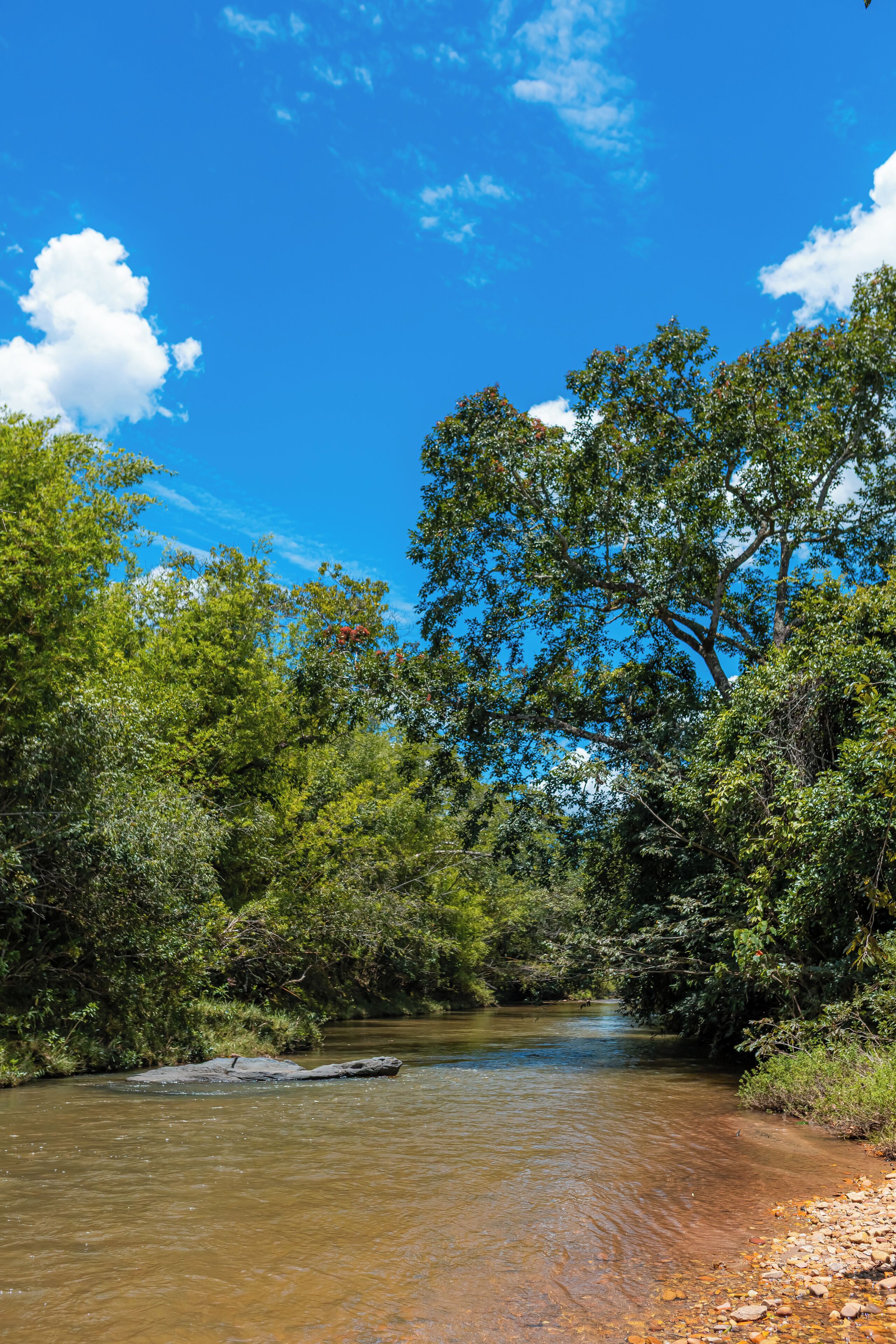 Um rio rodeado por vegetação verde densa sob um céu azul claro.