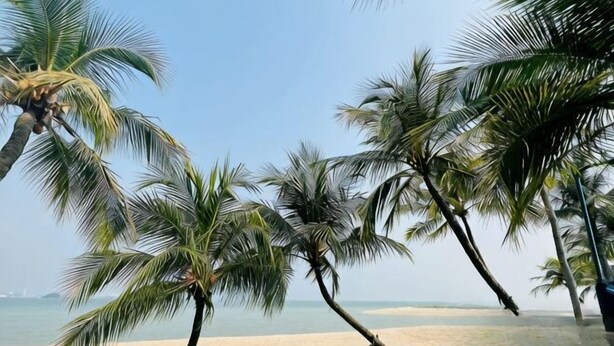 Uma praia com palmeiras e uma vista clara do oceano.