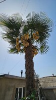 Uma palmeira alta com flores amarelas e um edifício de concreto com janela e telhado de metal ao fundo.